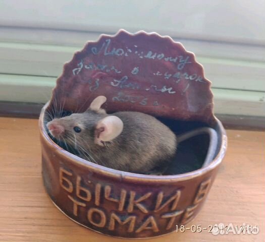 Мышь сатиновая