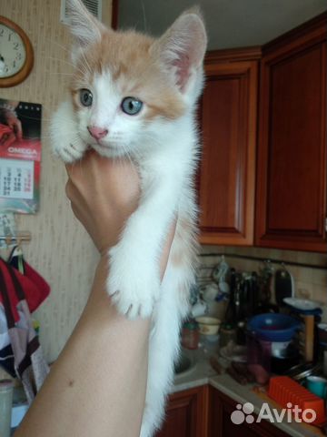 Котята