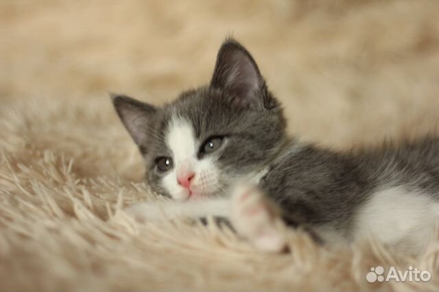 Котенок в добрые руки