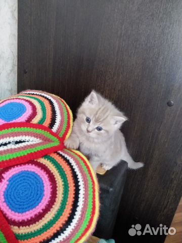 Продам шотландского котика Страйт