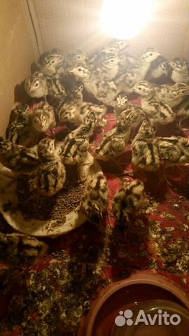 Охотничий фазан