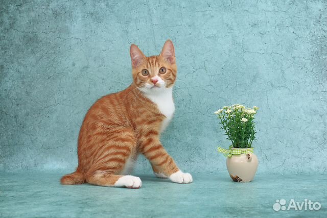 Котята курильского бобтейла