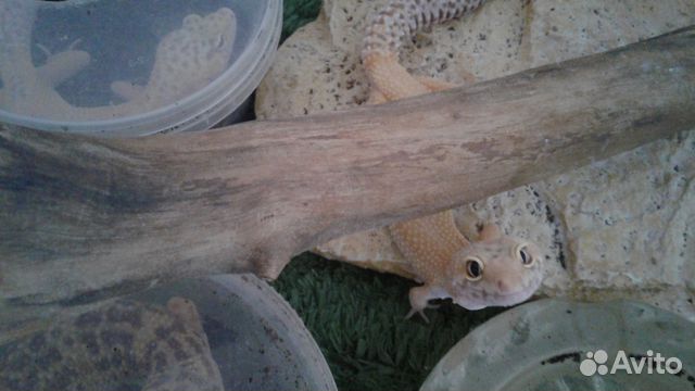 Эублефарчики