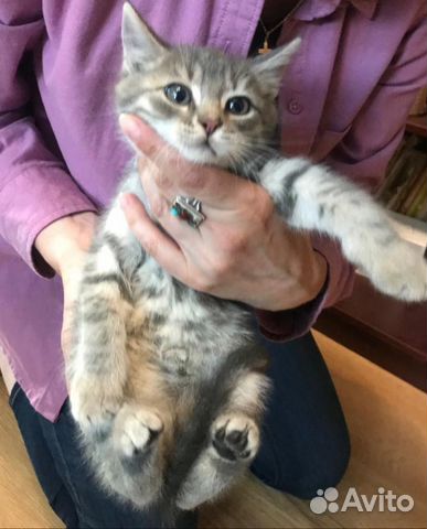Котенок Тимур