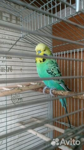 Ввп самец (не в разведение)