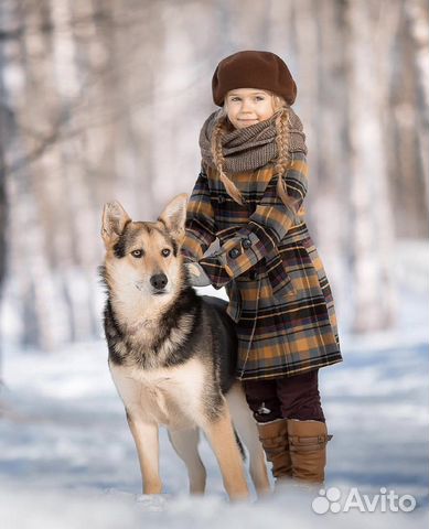 Собака бесплатно в добрые руки