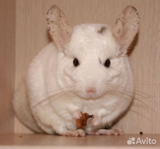 Шиншилла Бело-розовый, носитель Ангоры (самец)