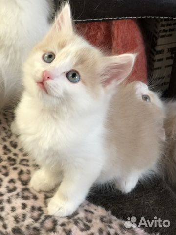 В добрые руки котёнок