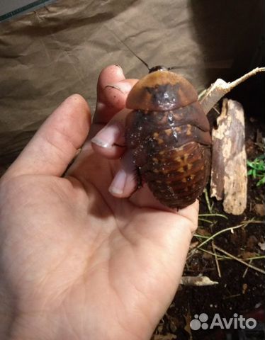 Тараканы архимандриты Archimandrita tesselata