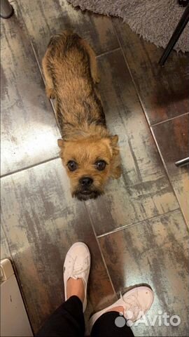 Ищем добрые руки собаке мини породы.Смесь грифона