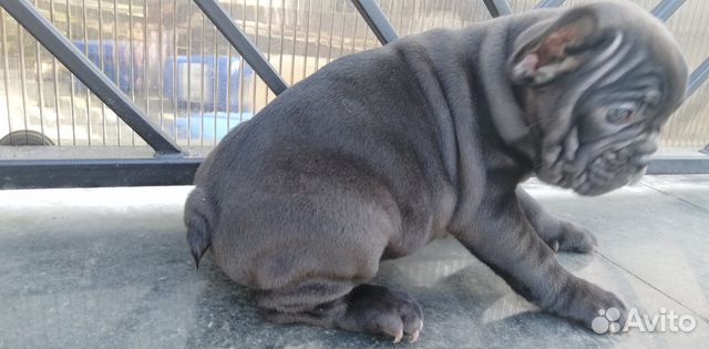 Продаются две девочки французские бульдожки