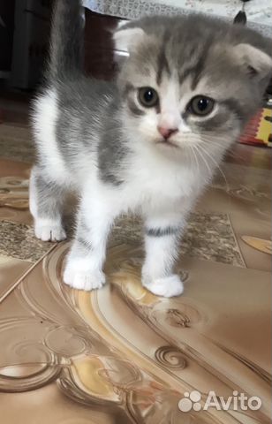 Шотландская