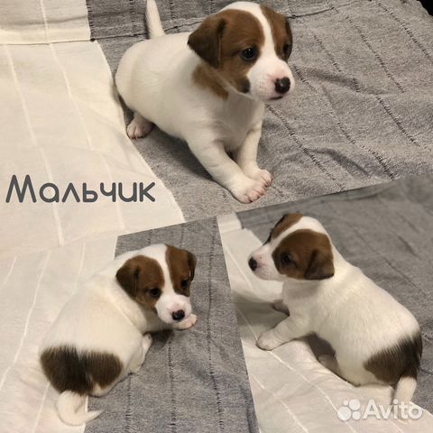 Щенята Джек Рассел