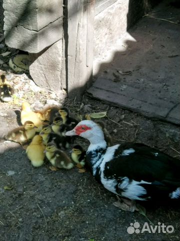 Утята с индоуткой