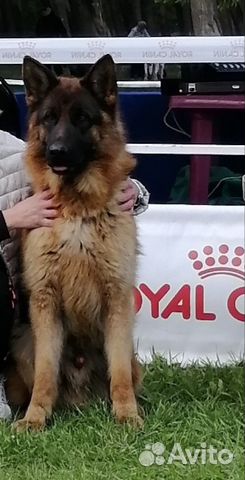 Обученная Немецкая овчарка кобель 20 мес