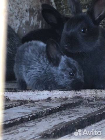 Кролик карлик