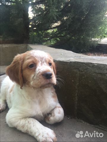 Бретон эпаньол лучший охотник