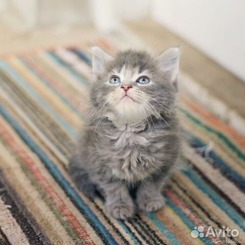 Маленькая котичка в надежные руки