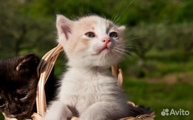 Красивый персиковый мальчик