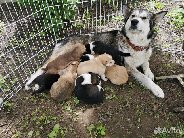 Щенки маламута в добрые руки