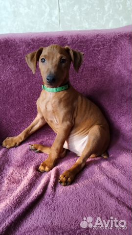 Щенок цвегпинчера