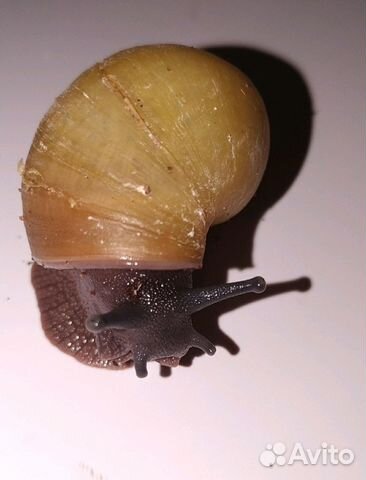 Улитки Архахатина Маргината Иктерика