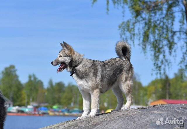 Щенок, метис маламута или лайки в добрые руки