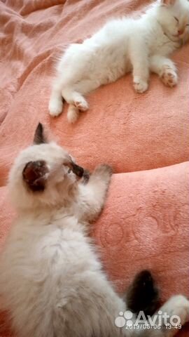 Невская маскарадная