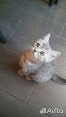 Продаётся котёнок
