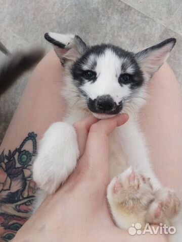 Лисенок, лиса окраса мрамор