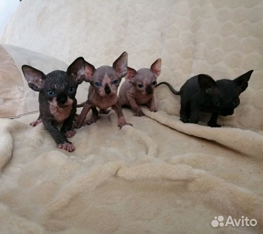 Продаю канадский сфинкс