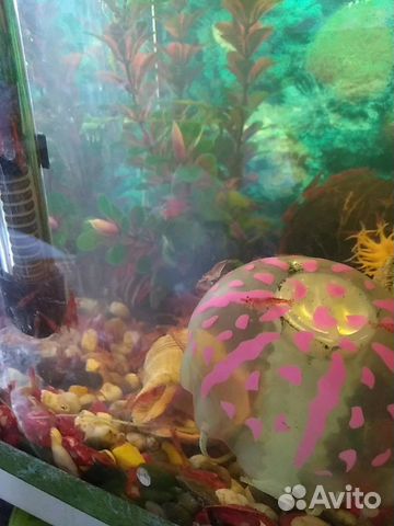 Креветки, гуппи