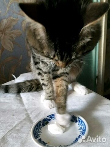 Кот Пуся отдам в добрые руки