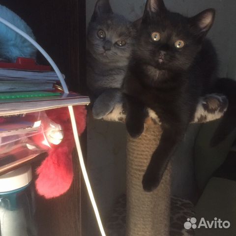 Очаровательные британцы