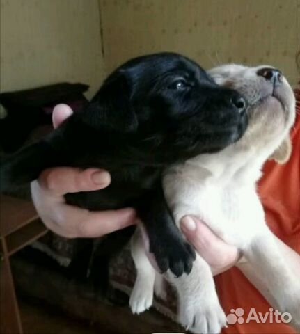 Продам щенят лабрадора