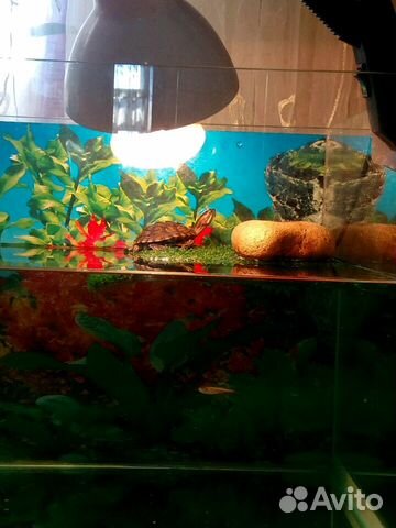 Отдам красноухую черепаху