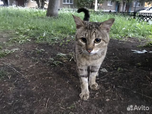 Котик молодой в добрые руки мальчик тигра