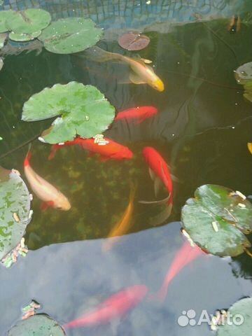 Карась декоративный (комета)