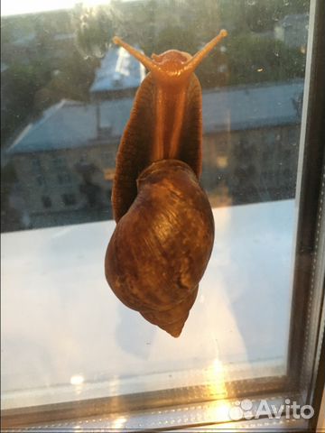 Отдам в дар улиток