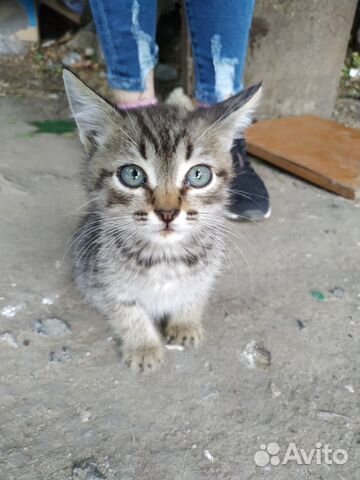 Полосатая девочка)