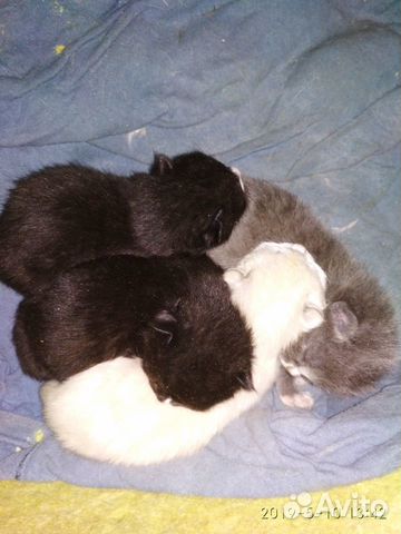 Отдам котят