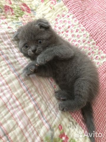 Котёнок