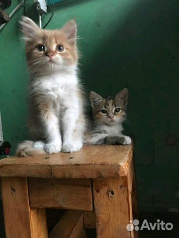 Котята