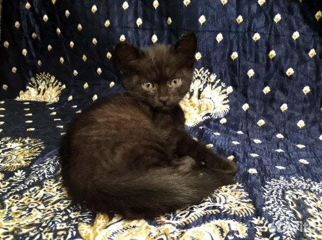 Котёнок мальчик 1,5 мес черненький