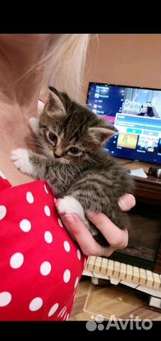 Котенок девочка метис