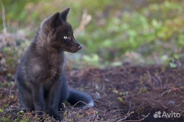 Чернобурая Лиса