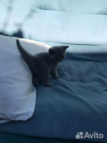 Британский дымчатый котенок (мальчик)