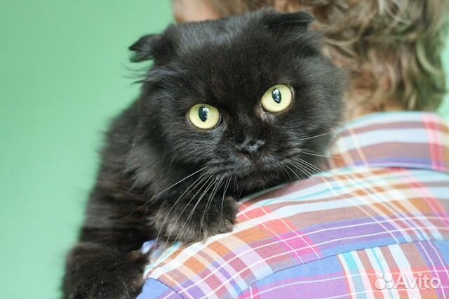 Особенная кошечка Диджа Ищет дом