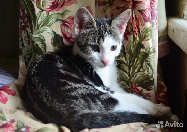 Отдаются котята. Метисы мраморного британца