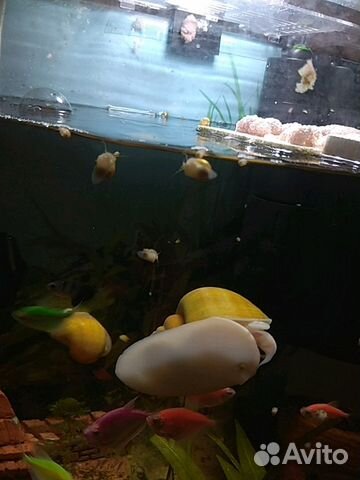 Улитки ампулярии золотые